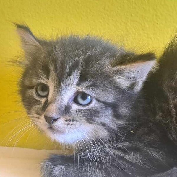 Miisusaba — Varjupaikade MTÜ