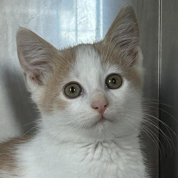 Katrel — Varjupaikade MTÜ