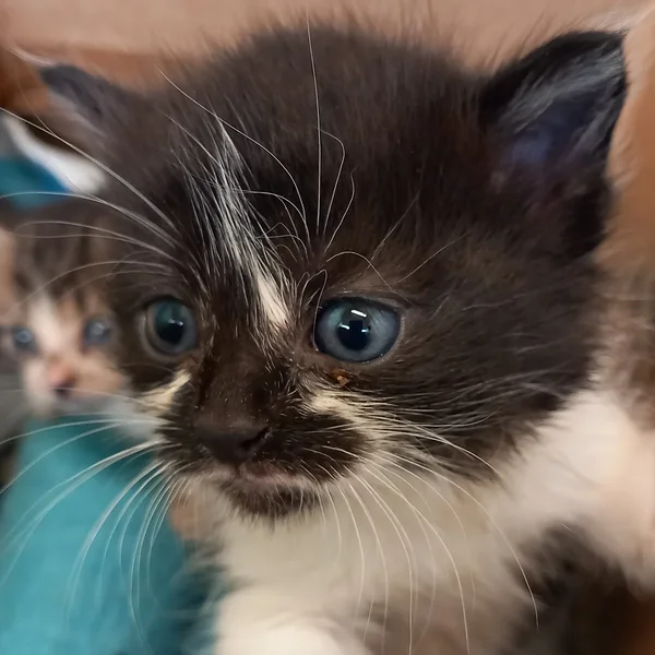 Rianna — Varjupaikade MTÜ