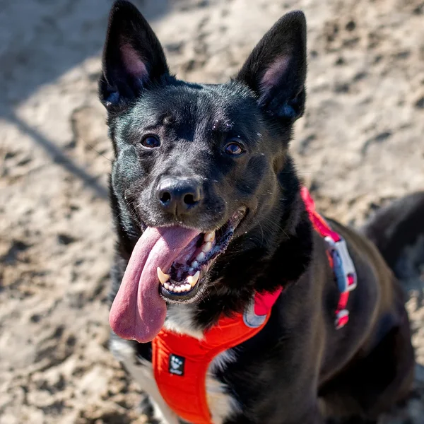 Maks — Varjupaikade MTÜ