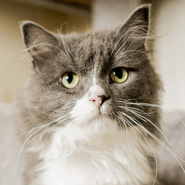 Gatto — Varjupaikade MTÜ