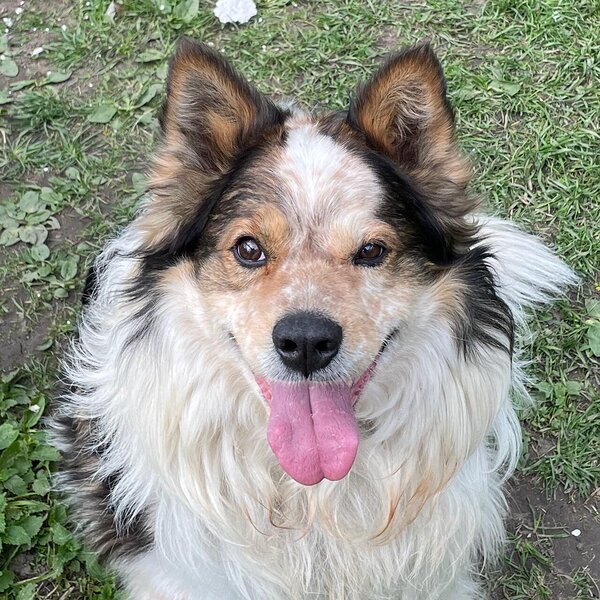 Ruudi — Varjupaikade MTÜ