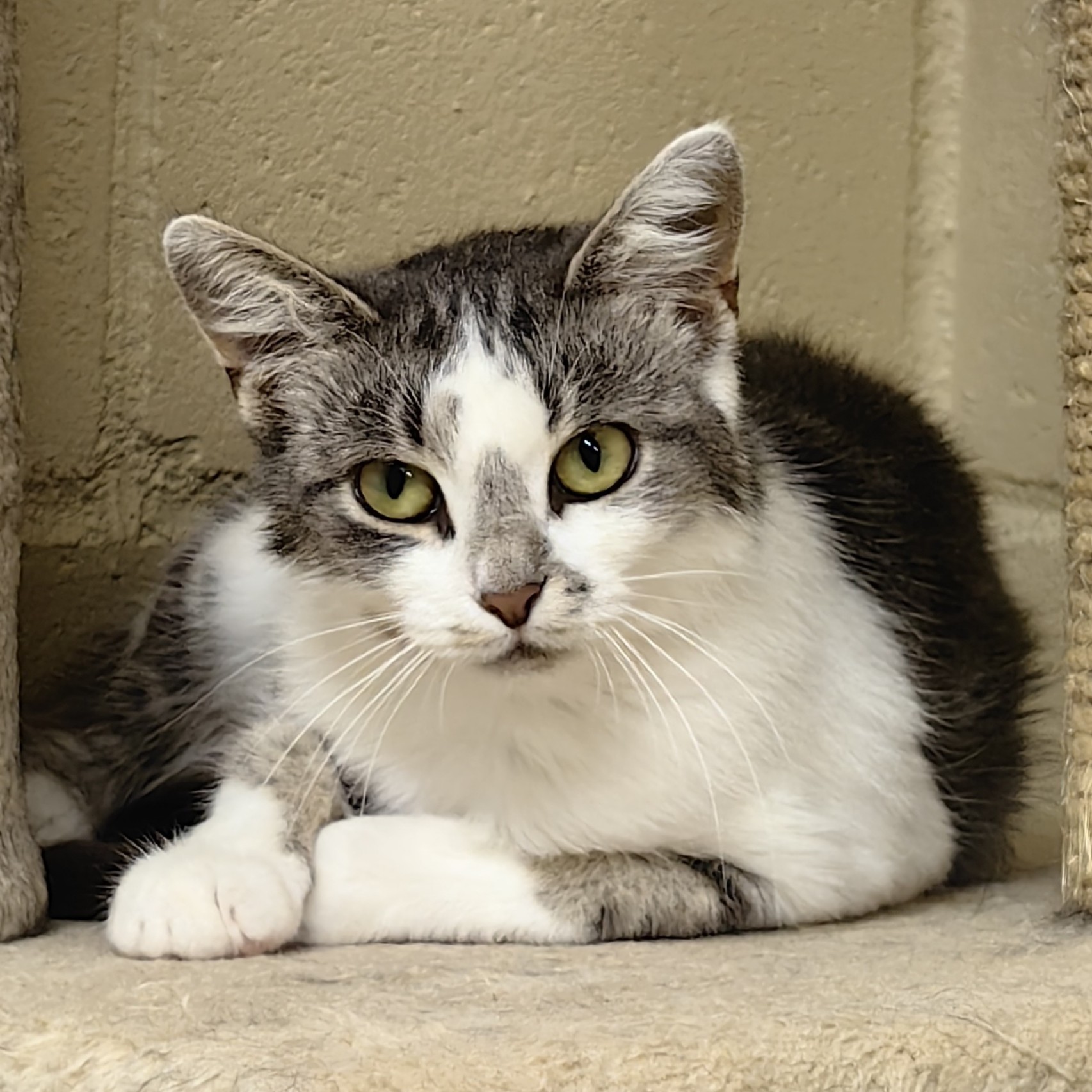 Piibe — Varjupaikade MTÜ