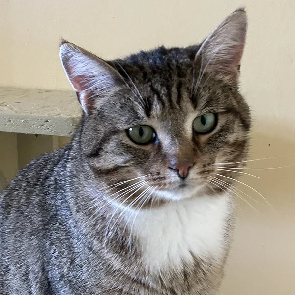 Kruup — Varjupaikade MTÜ