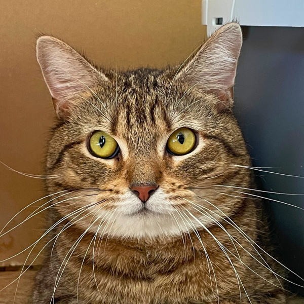 35 kassi — Varjupaikade MTÜ