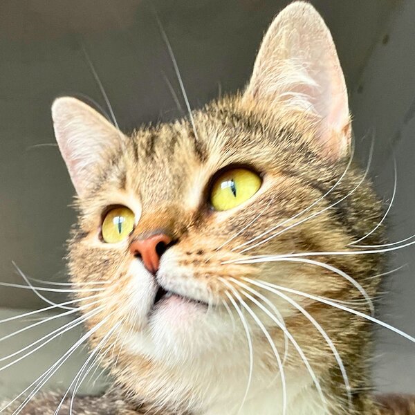 35 kassi — Varjupaikade MTÜ