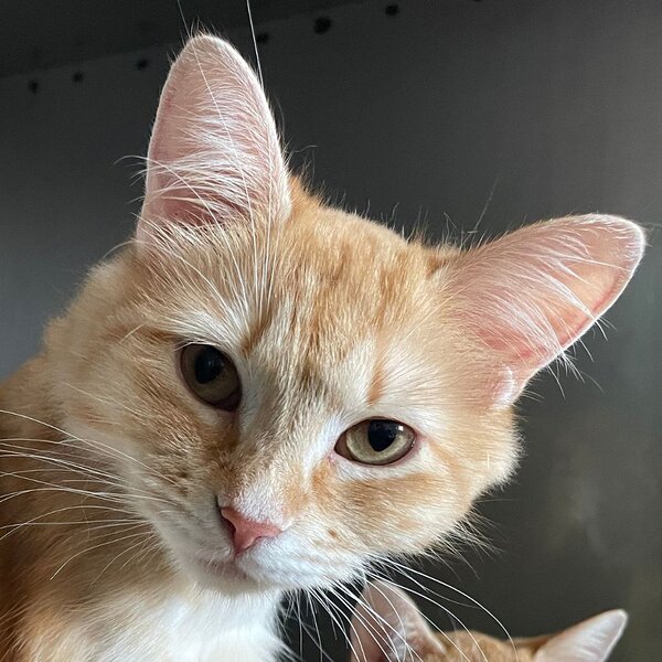 35 kassi — Varjupaikade MTÜ