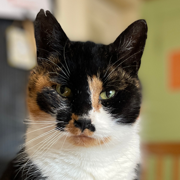 Miisu — Varjupaikade MTÜ