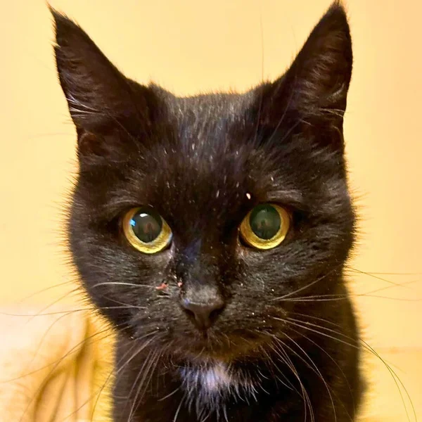 Miisu — Varjupaikade MTÜ