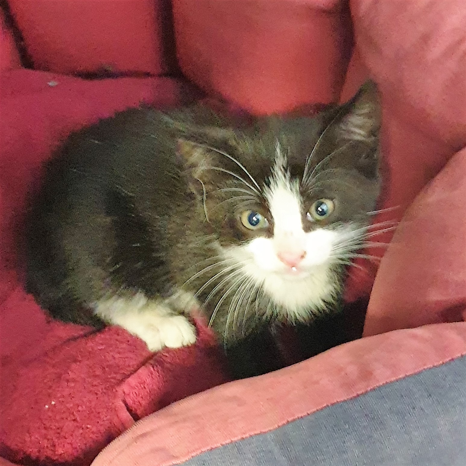 Loomad varjupaigas — Varjupaikade MTÜ