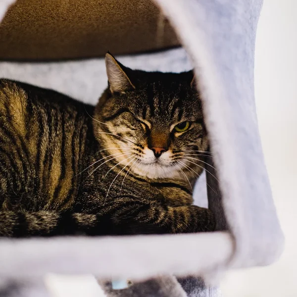 Monze — Varjupaikade MTÜ