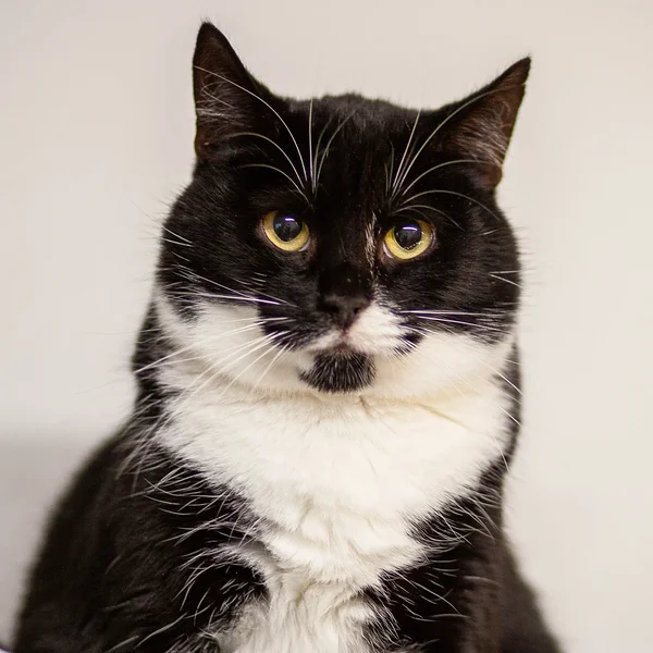 Ollie — Varjupaikade MTÜ