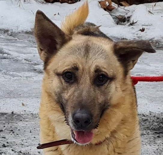 5+ koerte kuu — Varjupaikade MTÜ