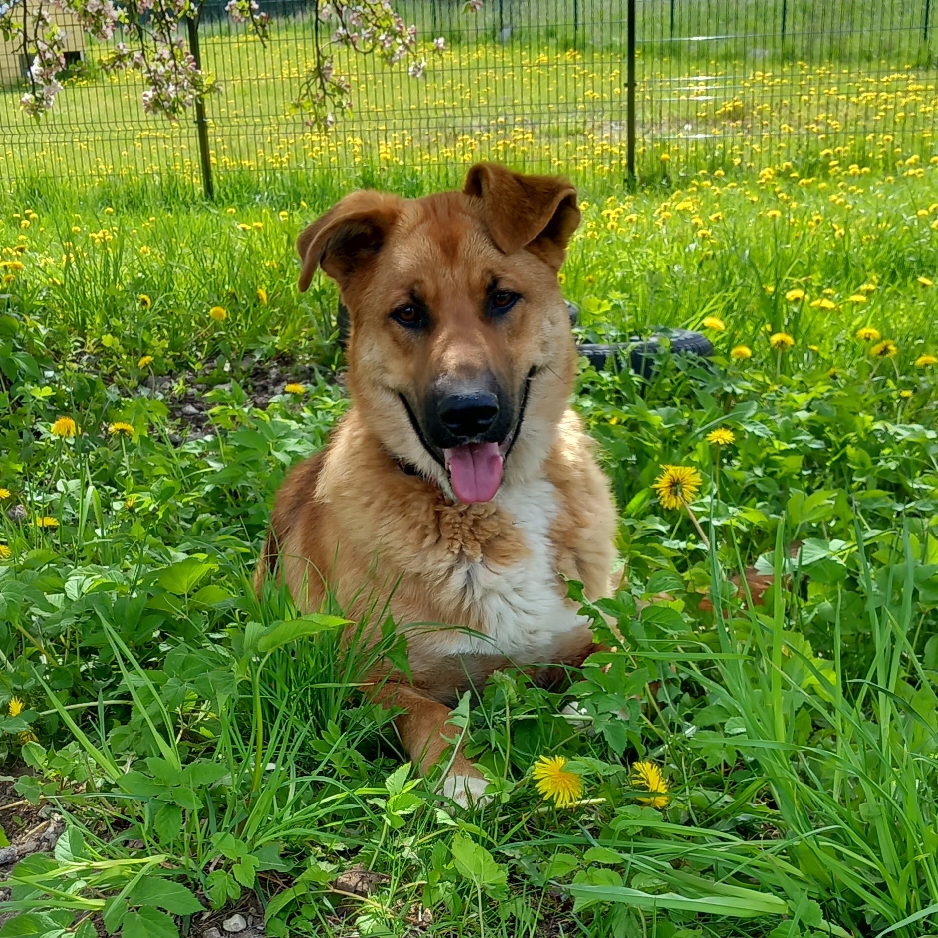 Pugi — Varjupaikade MTÜ