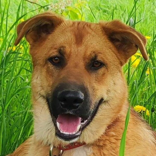 Pugi — Varjupaikade MTÜ