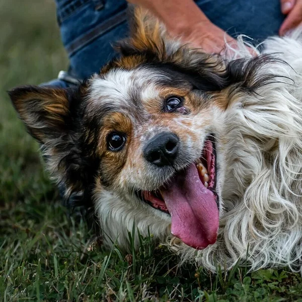 Ruudi — Varjupaikade MTÜ