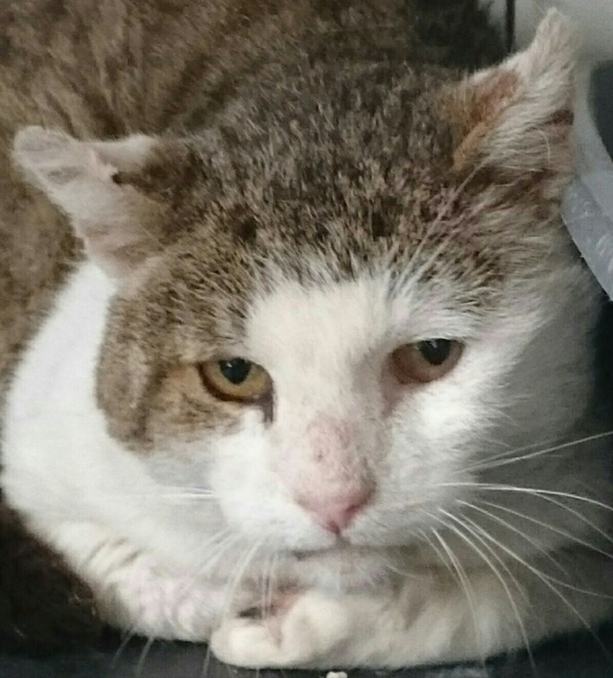 Loomad varjupaigas — Varjupaikade MTÜ