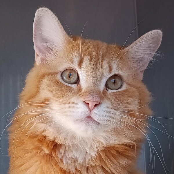 35 kassi — Varjupaikade MTÜ