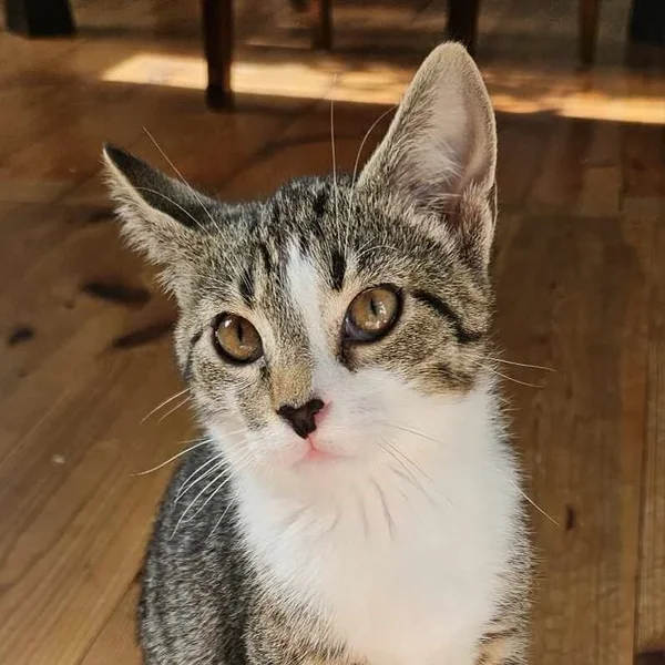 Fuuga — Varjupaikade MTÜ