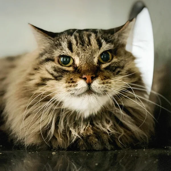 Kusti — Varjupaikade MTÜ