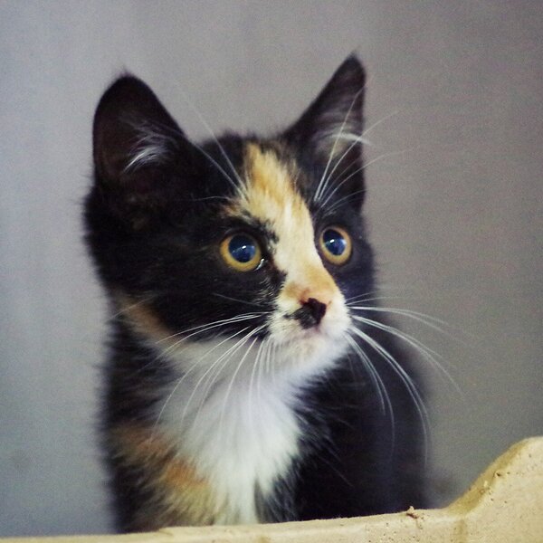 Pilve — Varjupaikade MTÜ