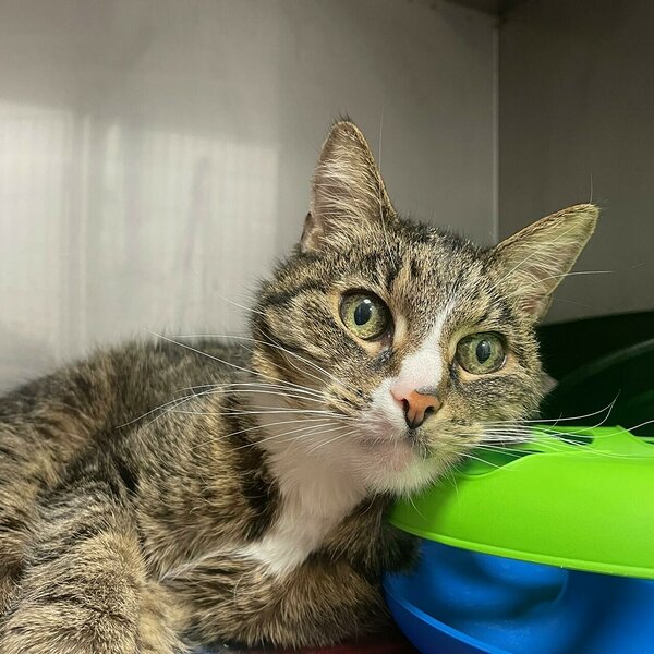 Urve — Varjupaikade MTÜ