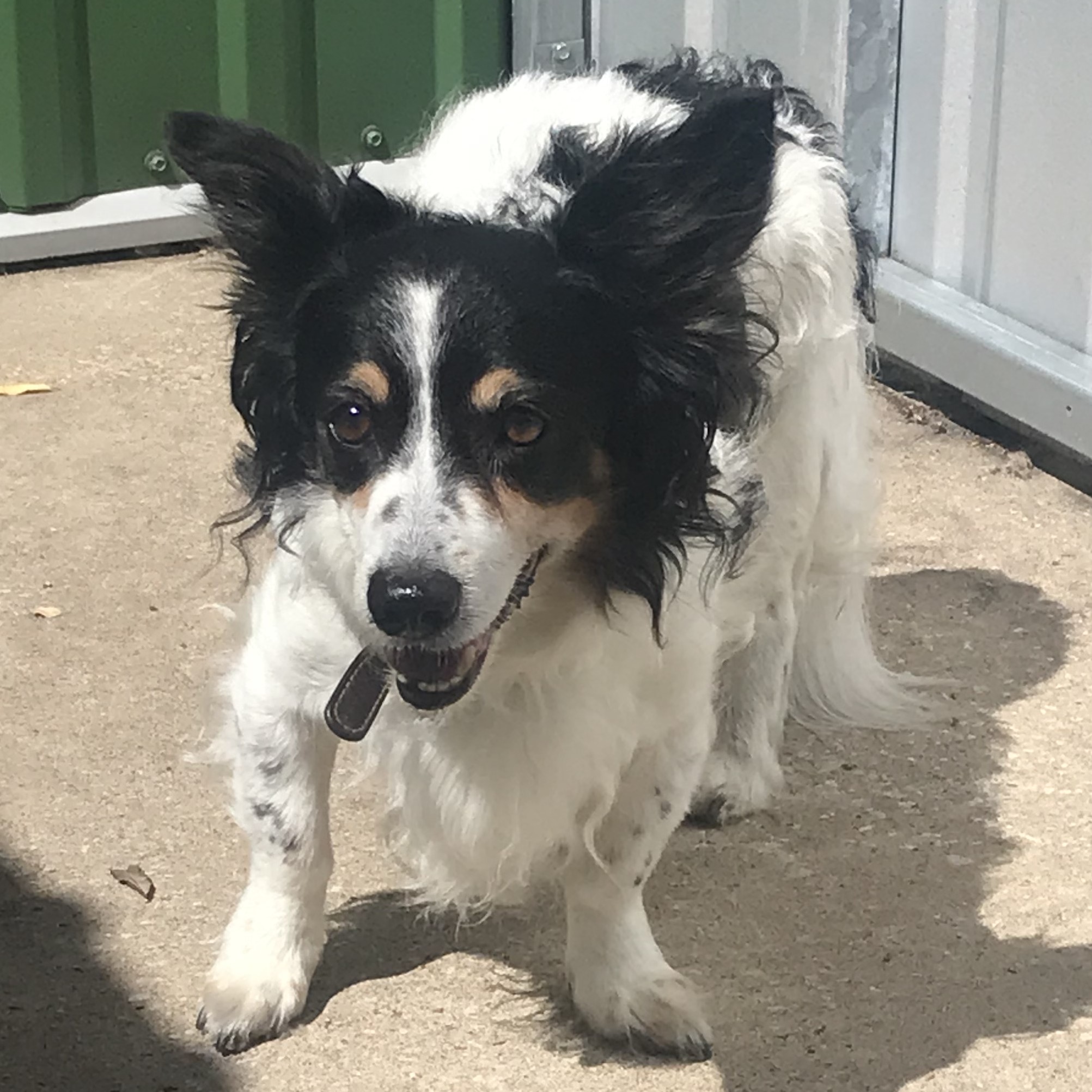 80349 — Varjupaikade MTÜ