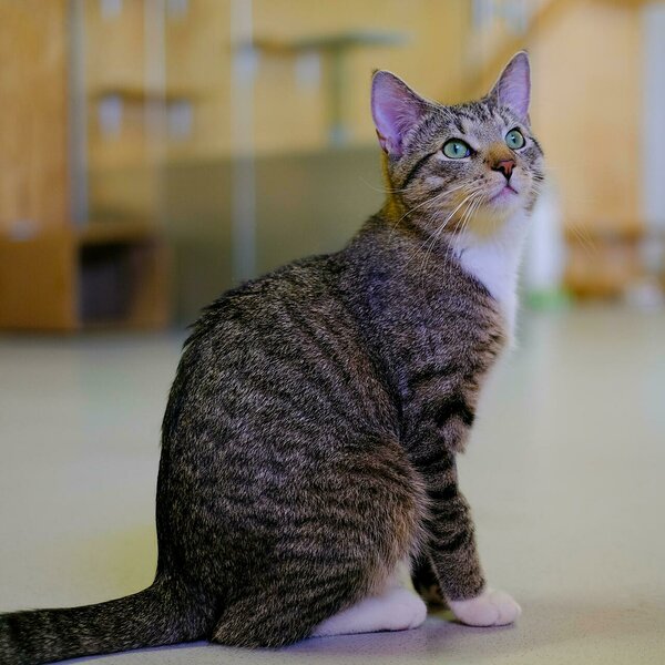 Wasabi — Varjupaikade MTÜ