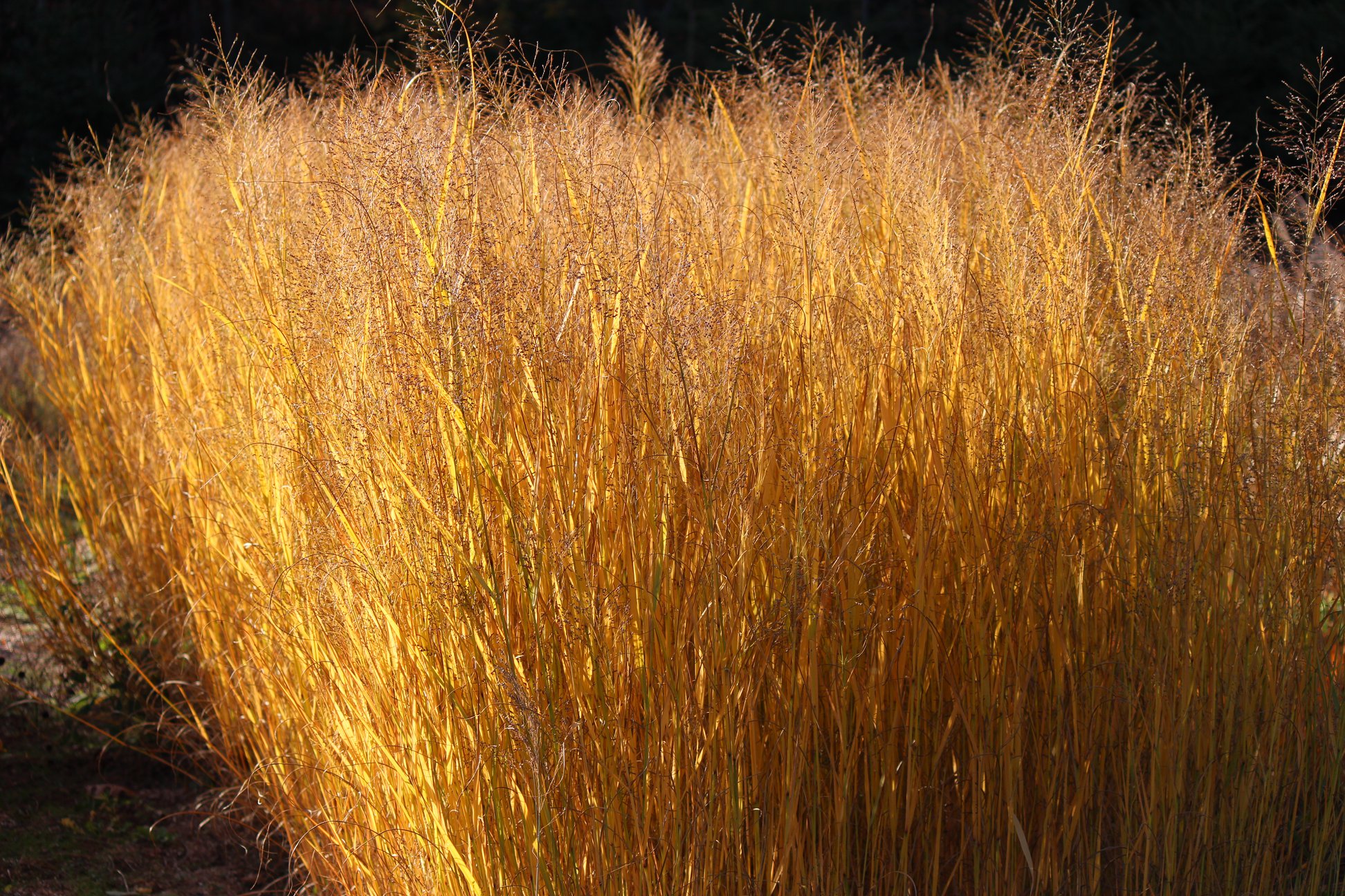 Hirss (Panicum amarum) 'Dewey Blue' – Anu Aed
