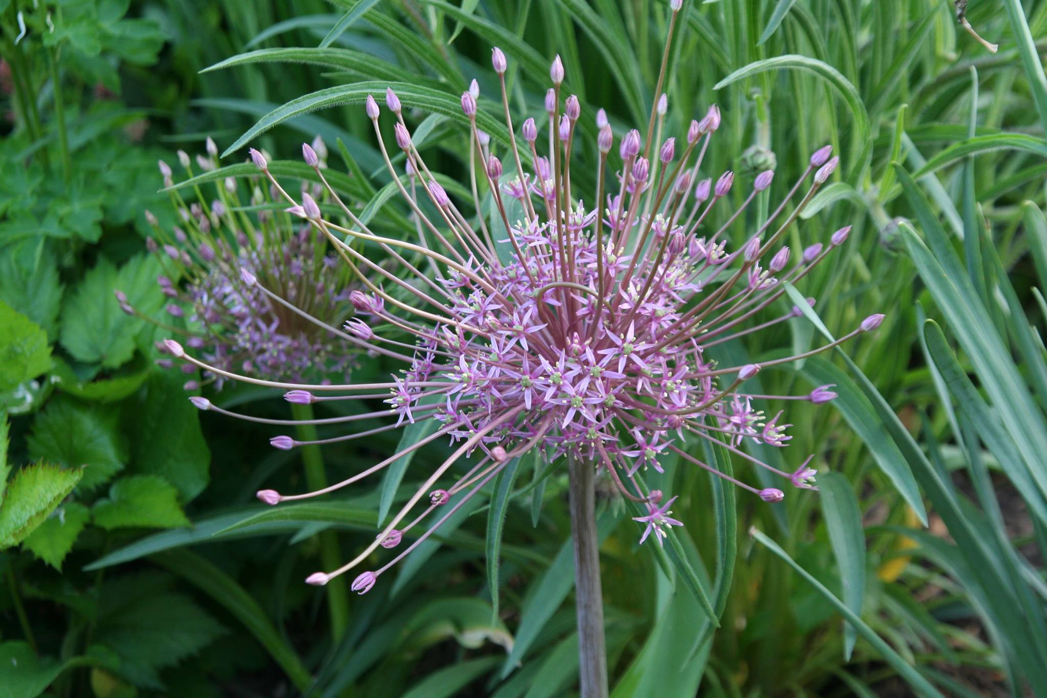 Ilulauk (Allium) 'Spider' – Anu Aed