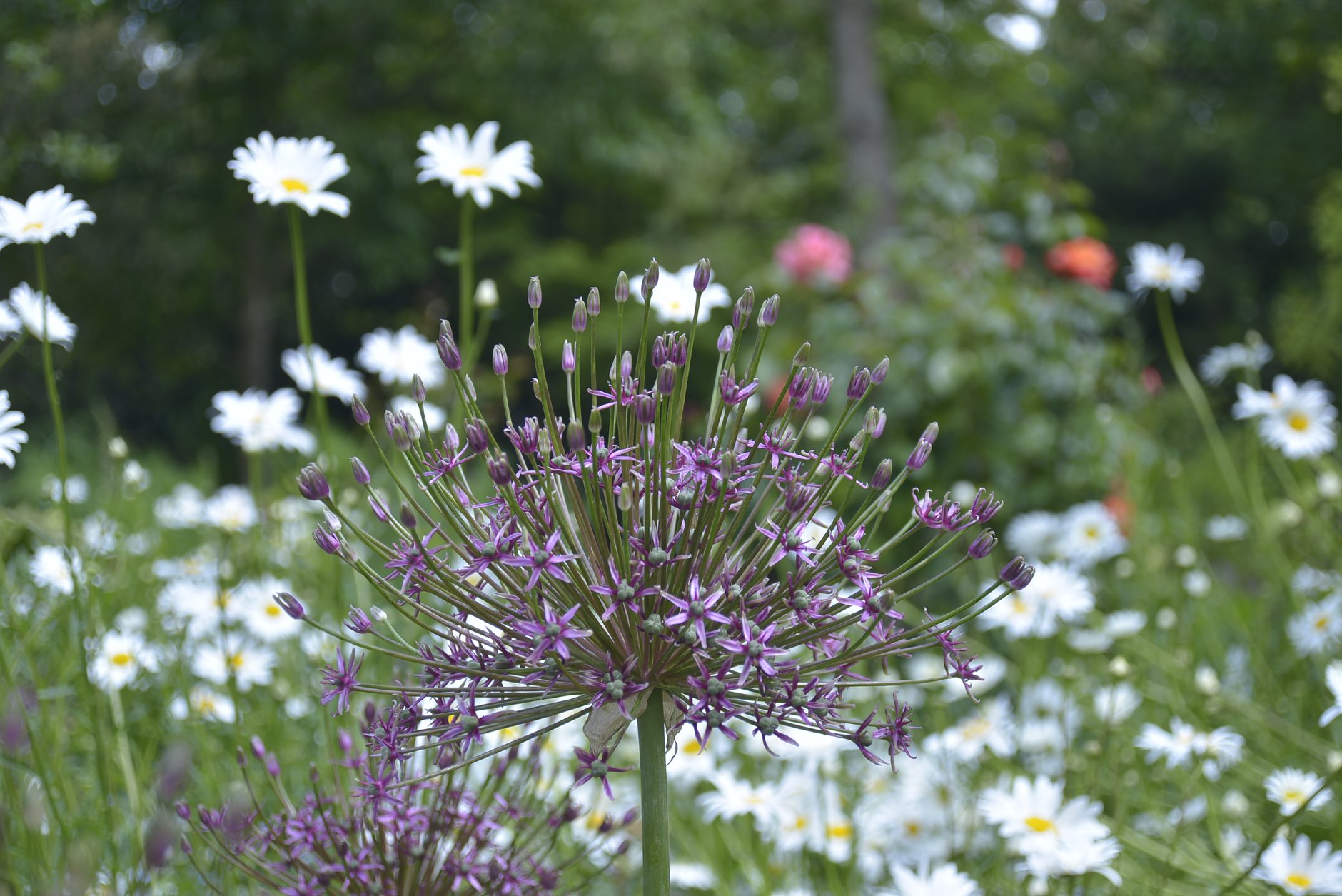 Ilulauk (Allium) 'Spider' – Anu Aed