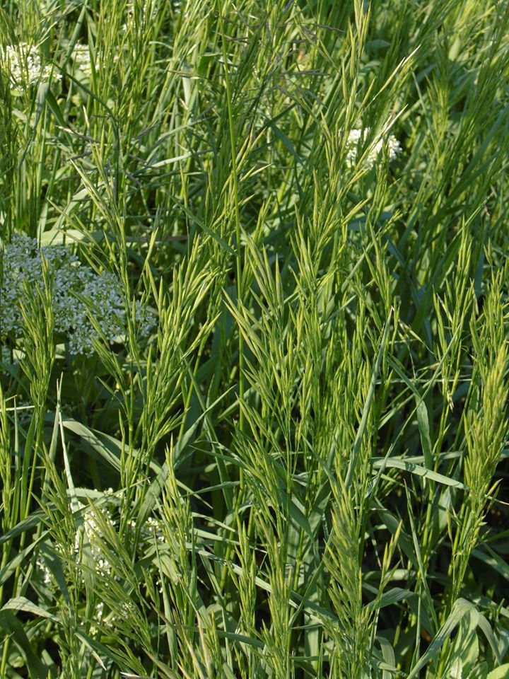 Kilgi-puuritshein (Chrysopogon gryllus) – Anu Aed