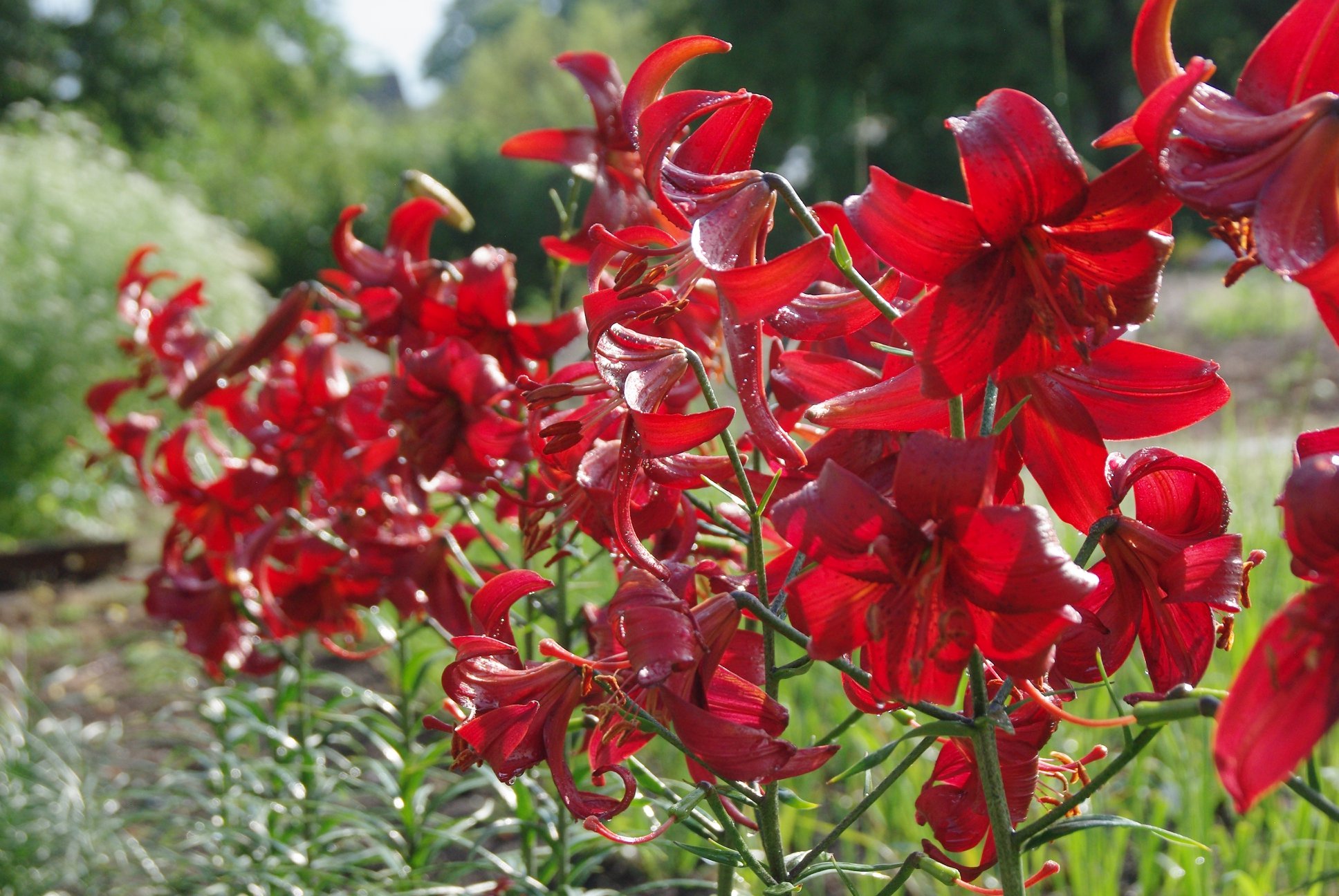 Liilia (Lilium) 'Red Velvet' – Anu Aed