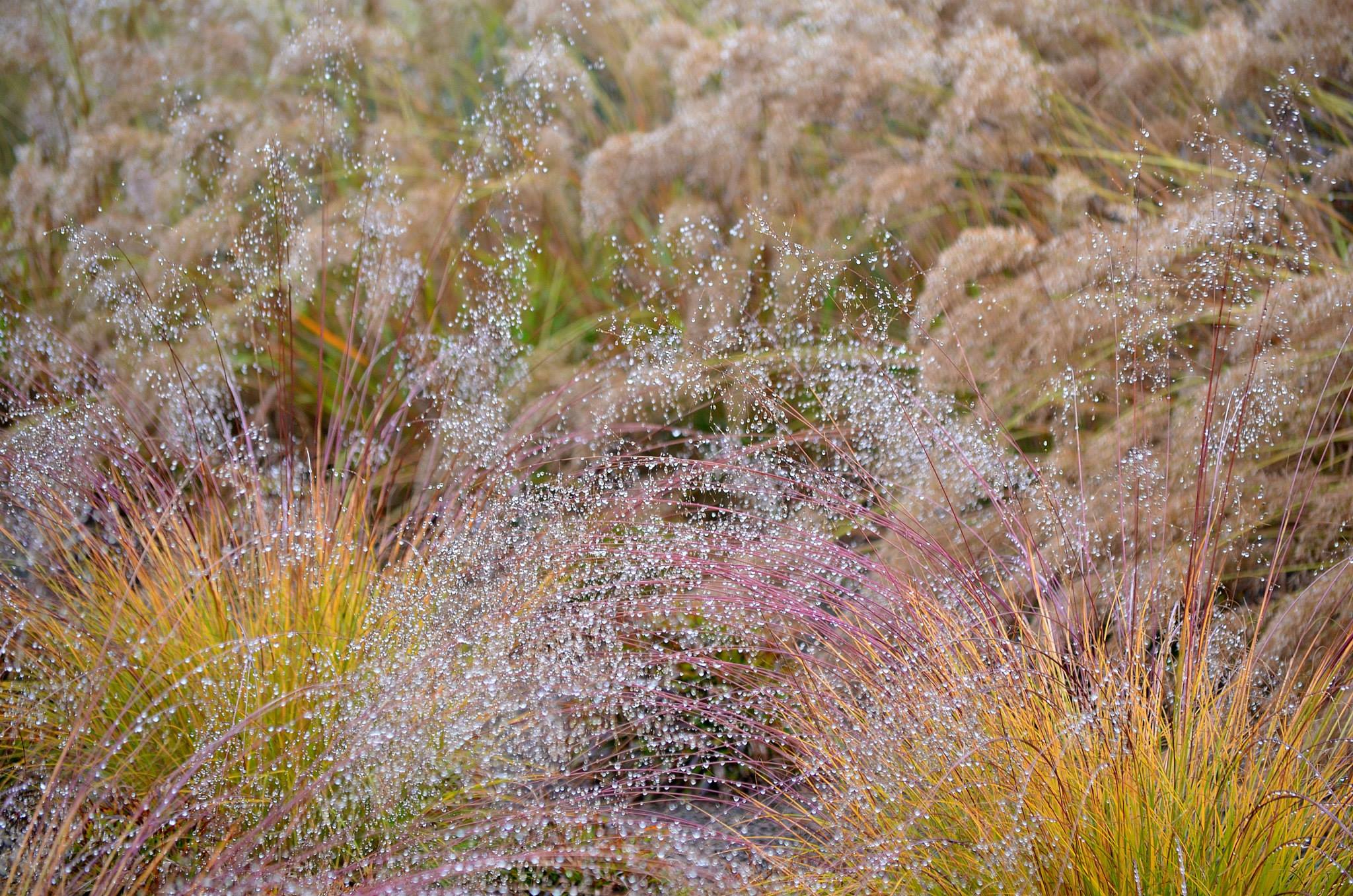 Preeria-pillahein (Sporobolus heterolepis) 'Cloud' – Anu Aed