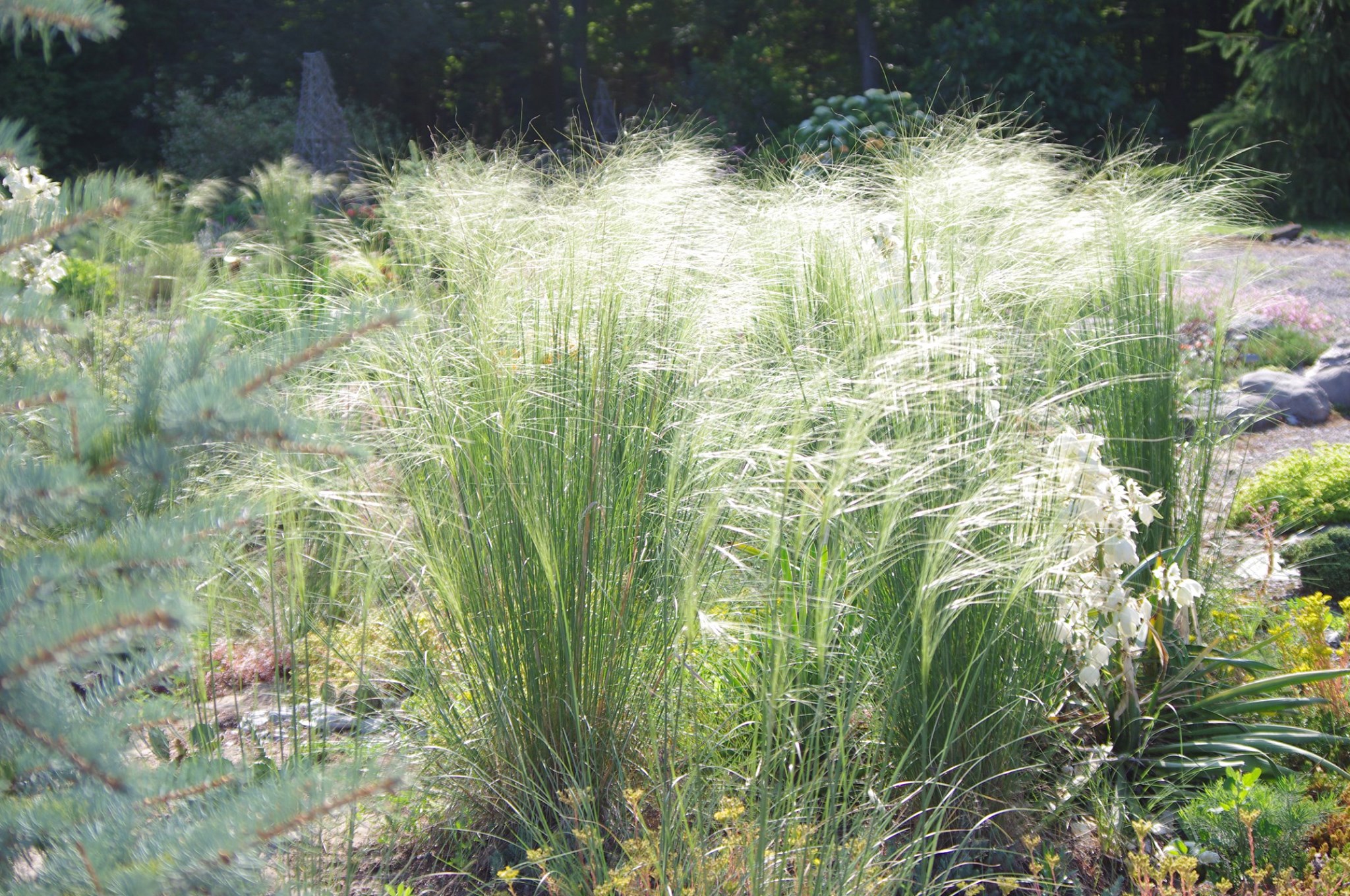 Juus-stepirohi (Stipa capillata) – Anu Aed