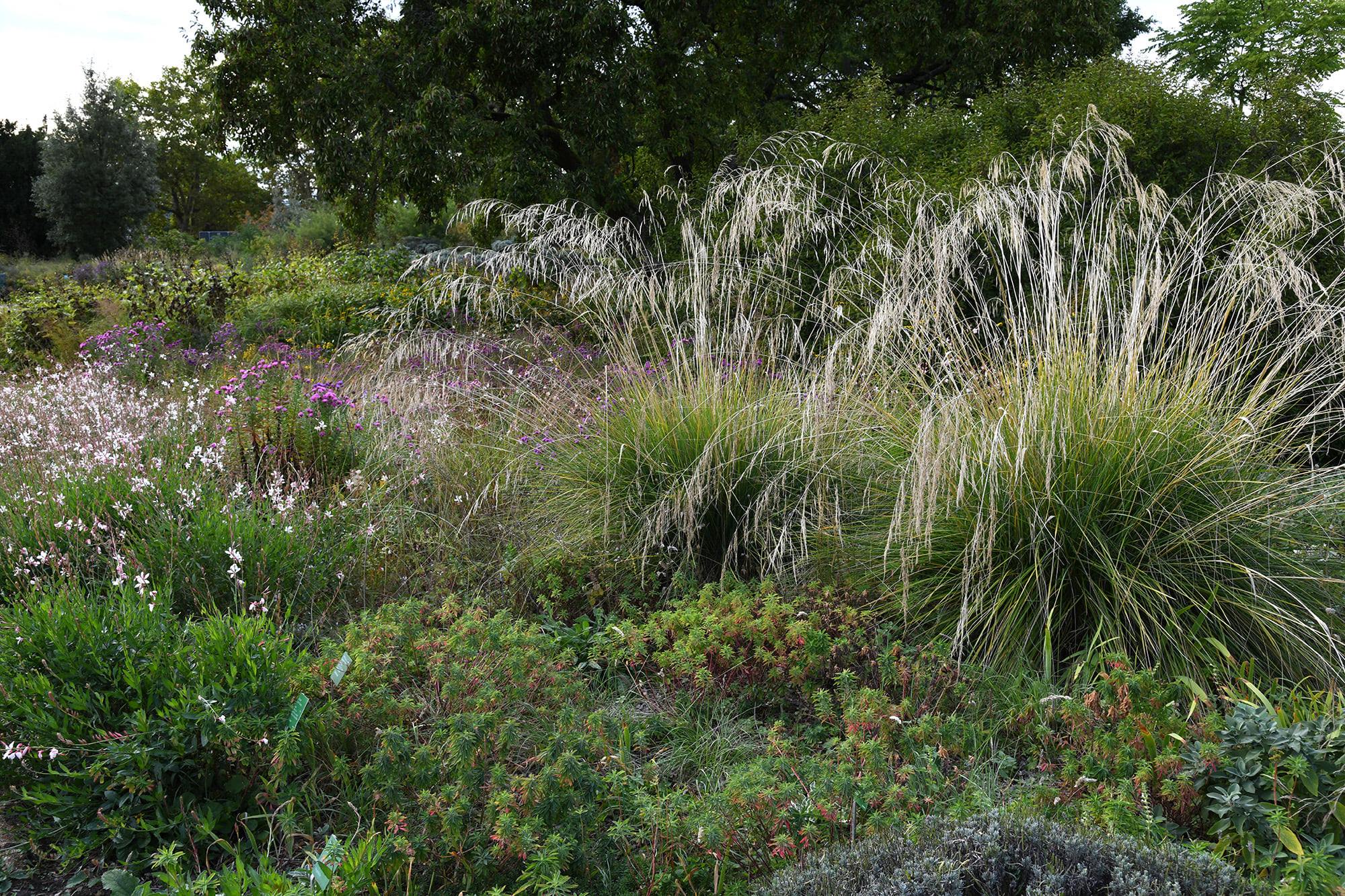 Kõrge stepirohi (Stipa splendens) – Anu Aed
