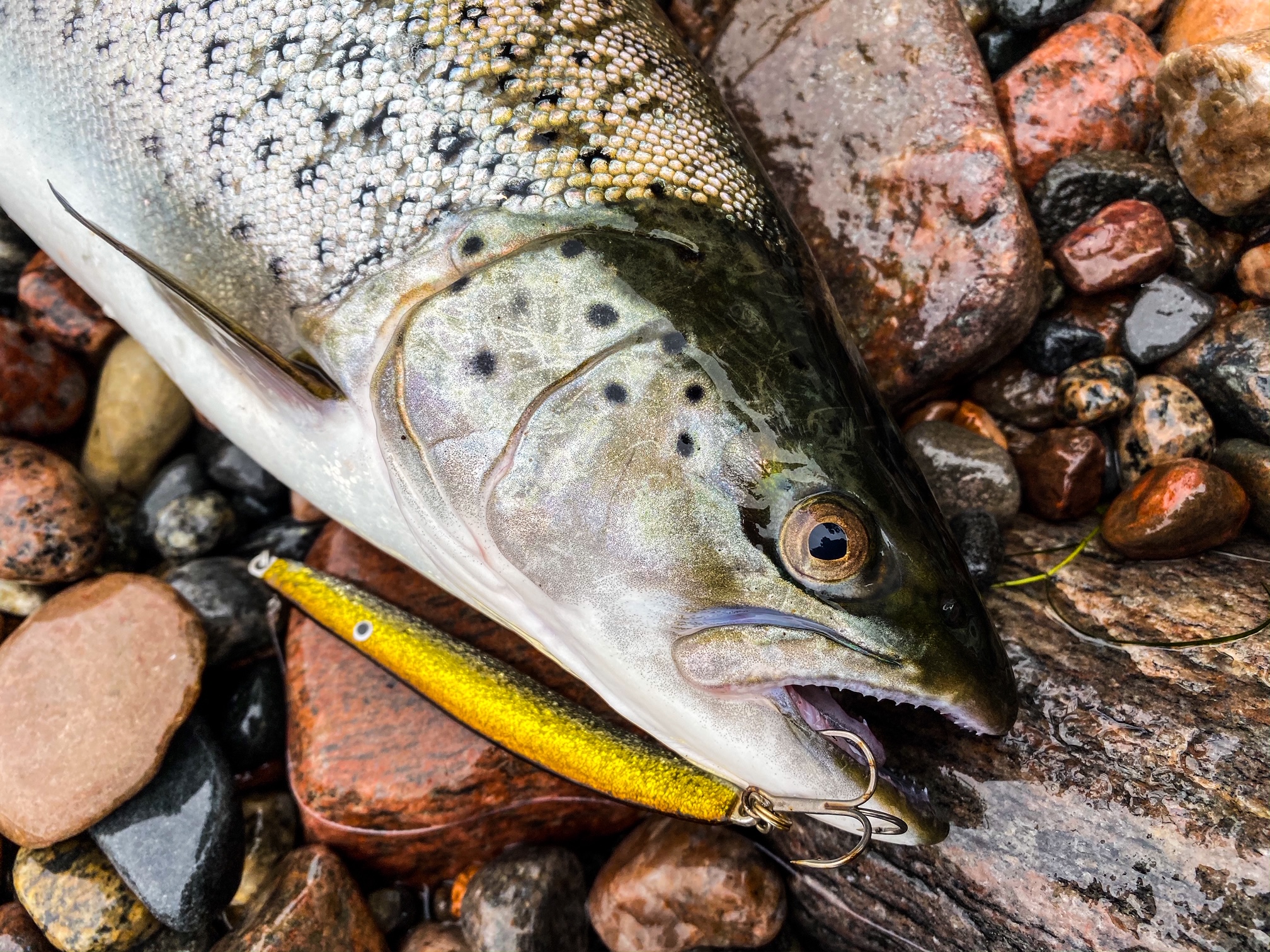 SEA TROUT – Fishing in Estonia by Estfish. Guided fishingtrips