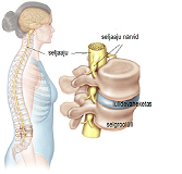 Sissevaade selga ja lülisambasse