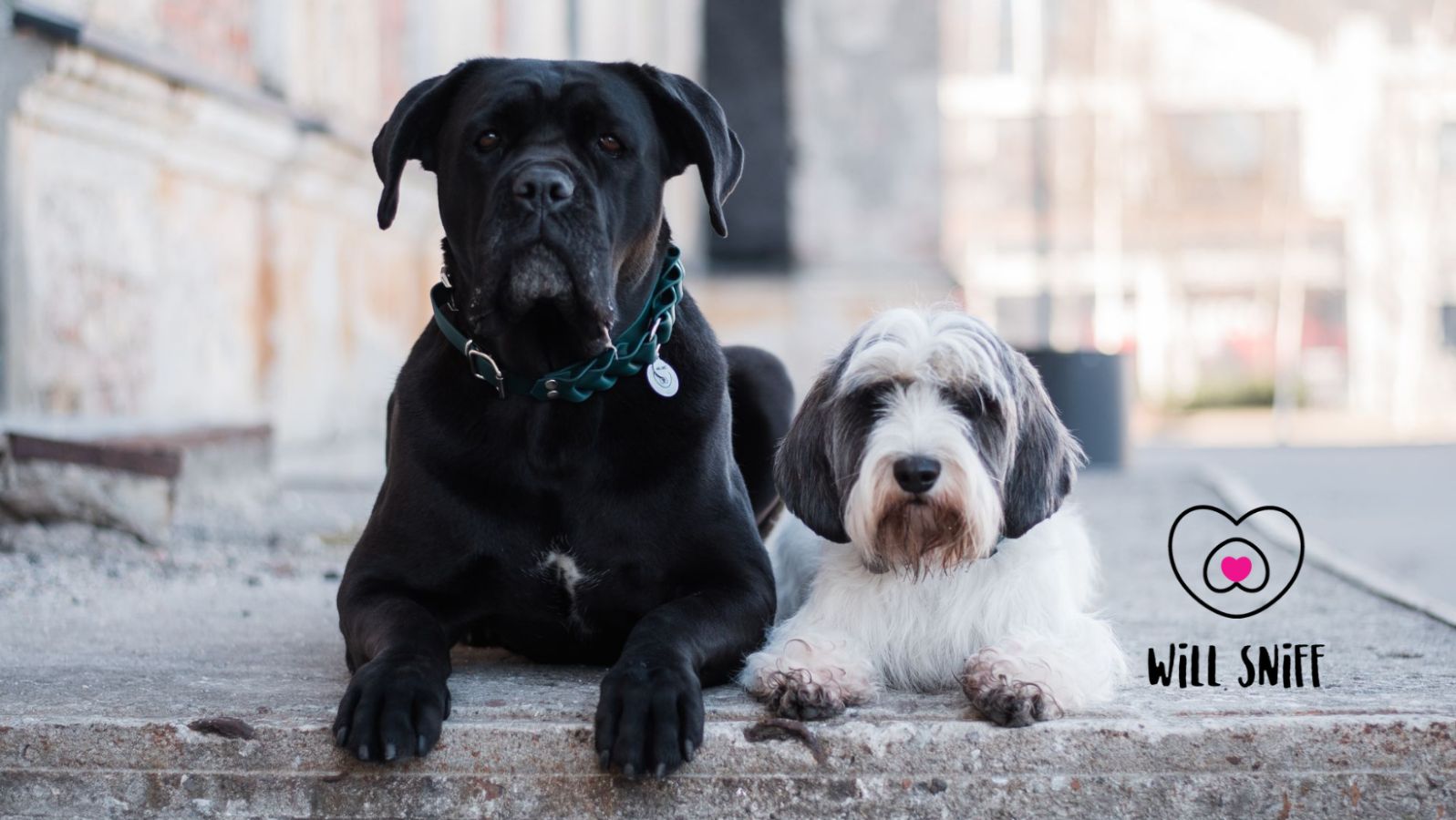 Will Sniff – Bestie - e-pood lemmikloomadele