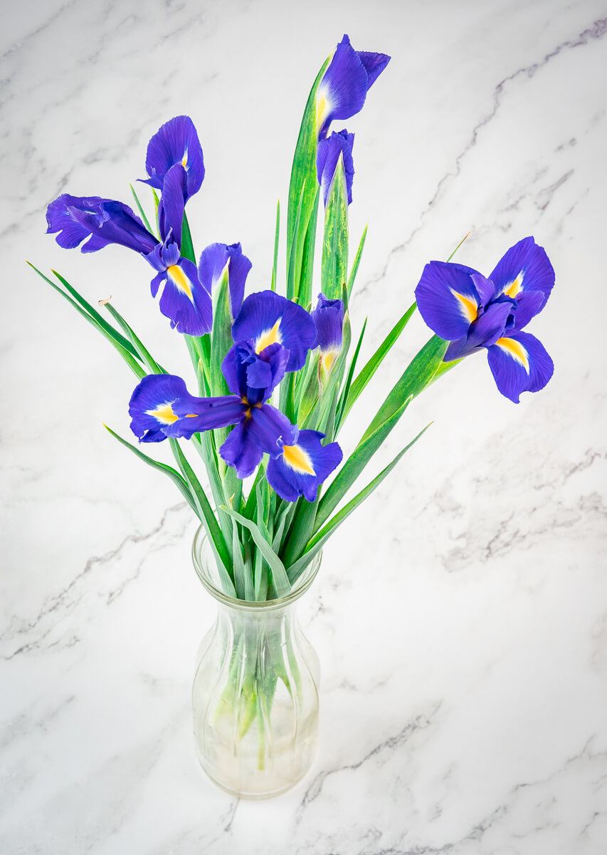 SININE IIRIS 2.50€ | Lillerand e-pood | Lille- ja disainistuudio Haapsalus