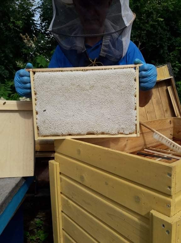 MESINDUS – Aiatark