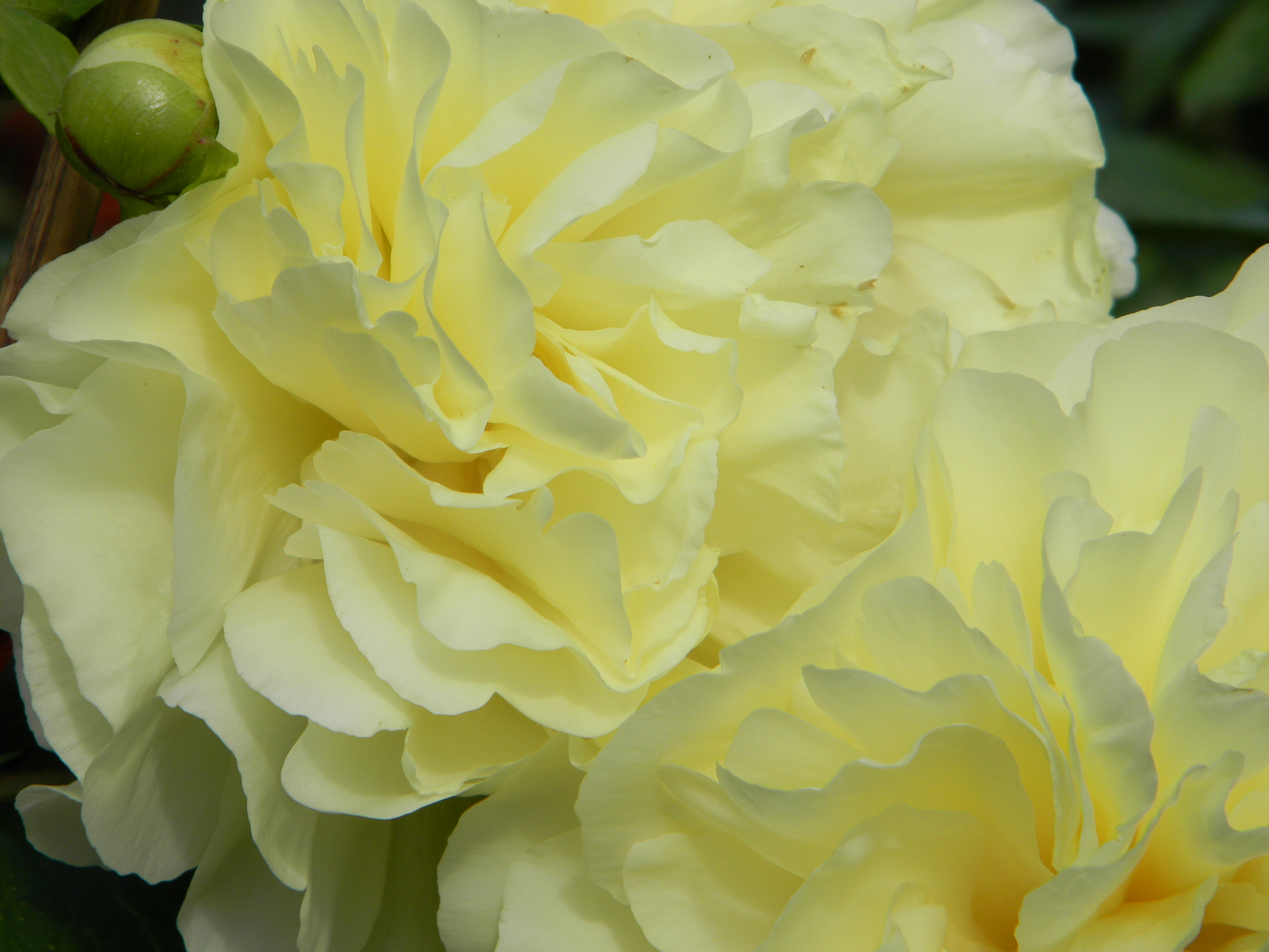 Lemon Chiffon - Saaremaa Pojengid & Puukool