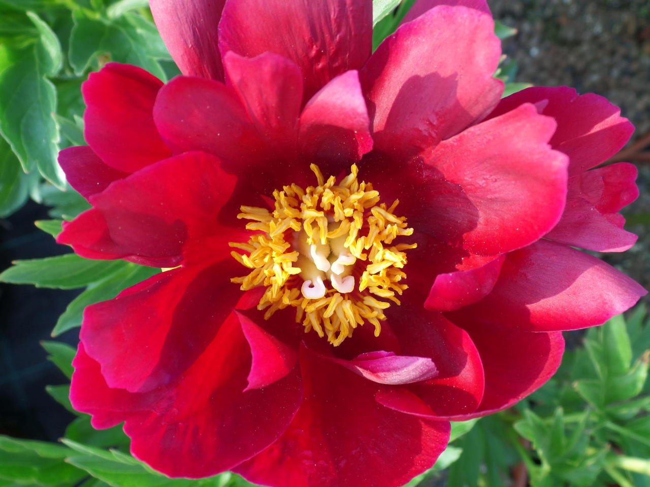 NÕUANDED - Saaremaa Puukool - Saaremaa Pojengid - Saaremaa Peony ...