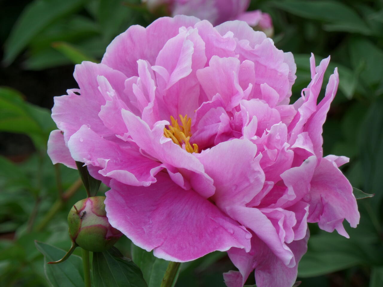 POJENGID - Saaremaa Puukool - Saaremaa Pojengid - Pojengifestival