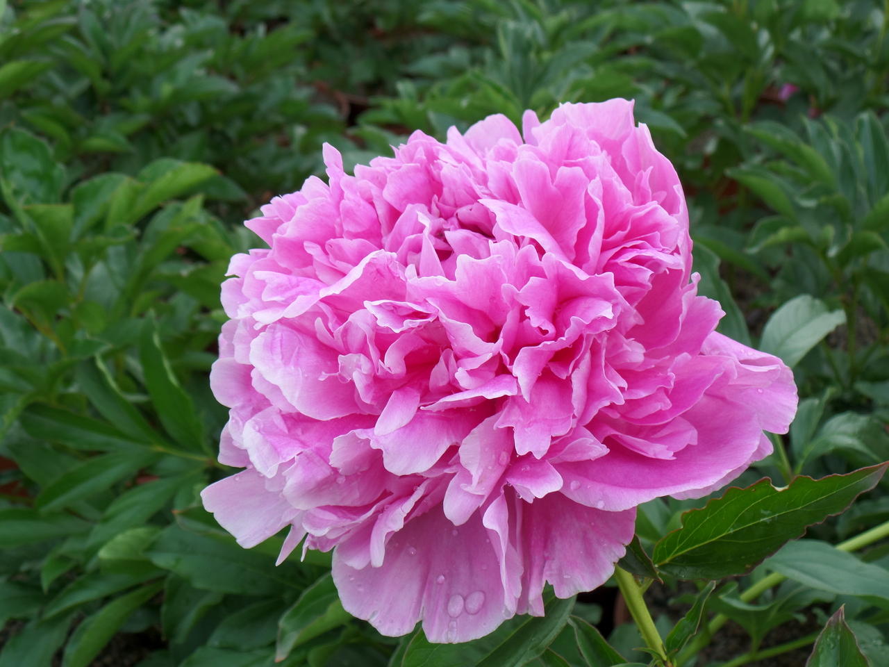 Jacorma - Saaremaa Puukool - Saaremaa Pojengid - Saaremaa Peony Nursery ...