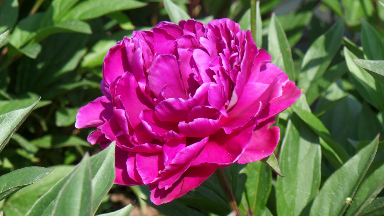 POJENGID - Saaremaa Puukool - Saaremaa Pojengid - Pojengifestival