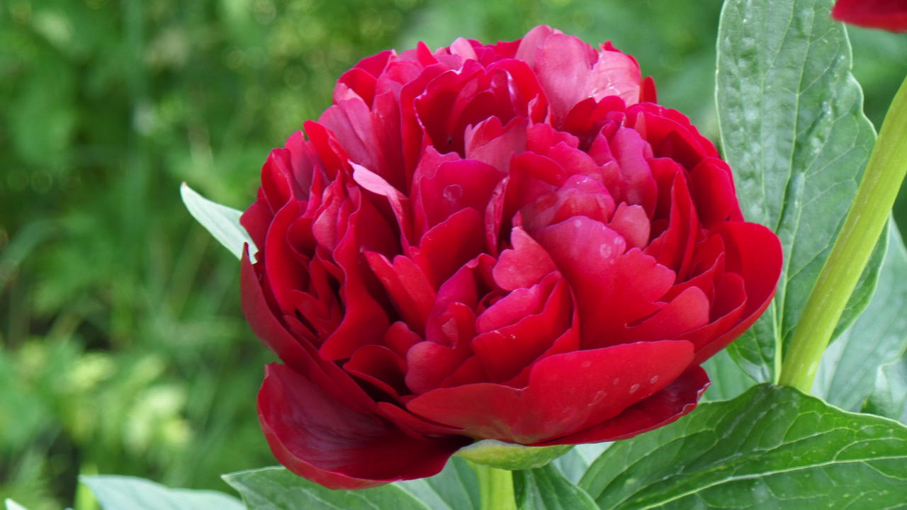 POJENGID - Saaremaa Puukool - Saaremaa Pojengid - Saaremaa Peony ...