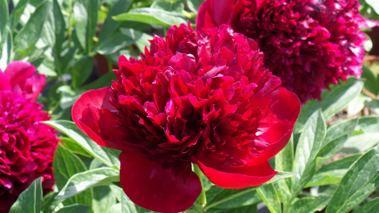 POJENGID - Saaremaa Puukool - Saaremaa Pojengid - Pojengifestival