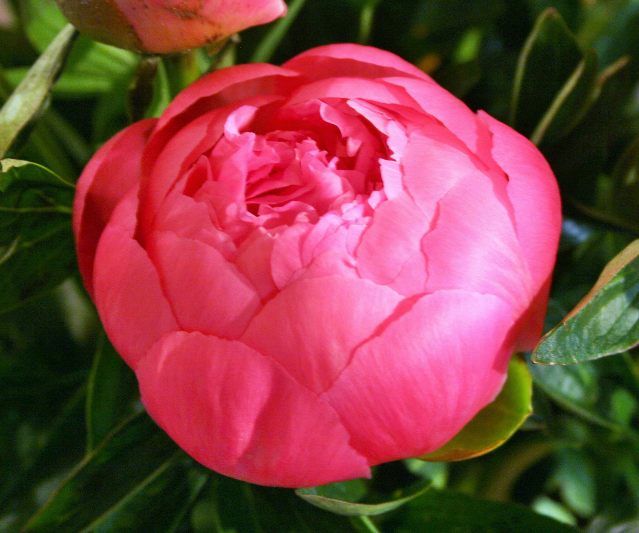 Pink Hawaiian Coral - Saaremaa Puukool - Peony Nursery and Show Garden