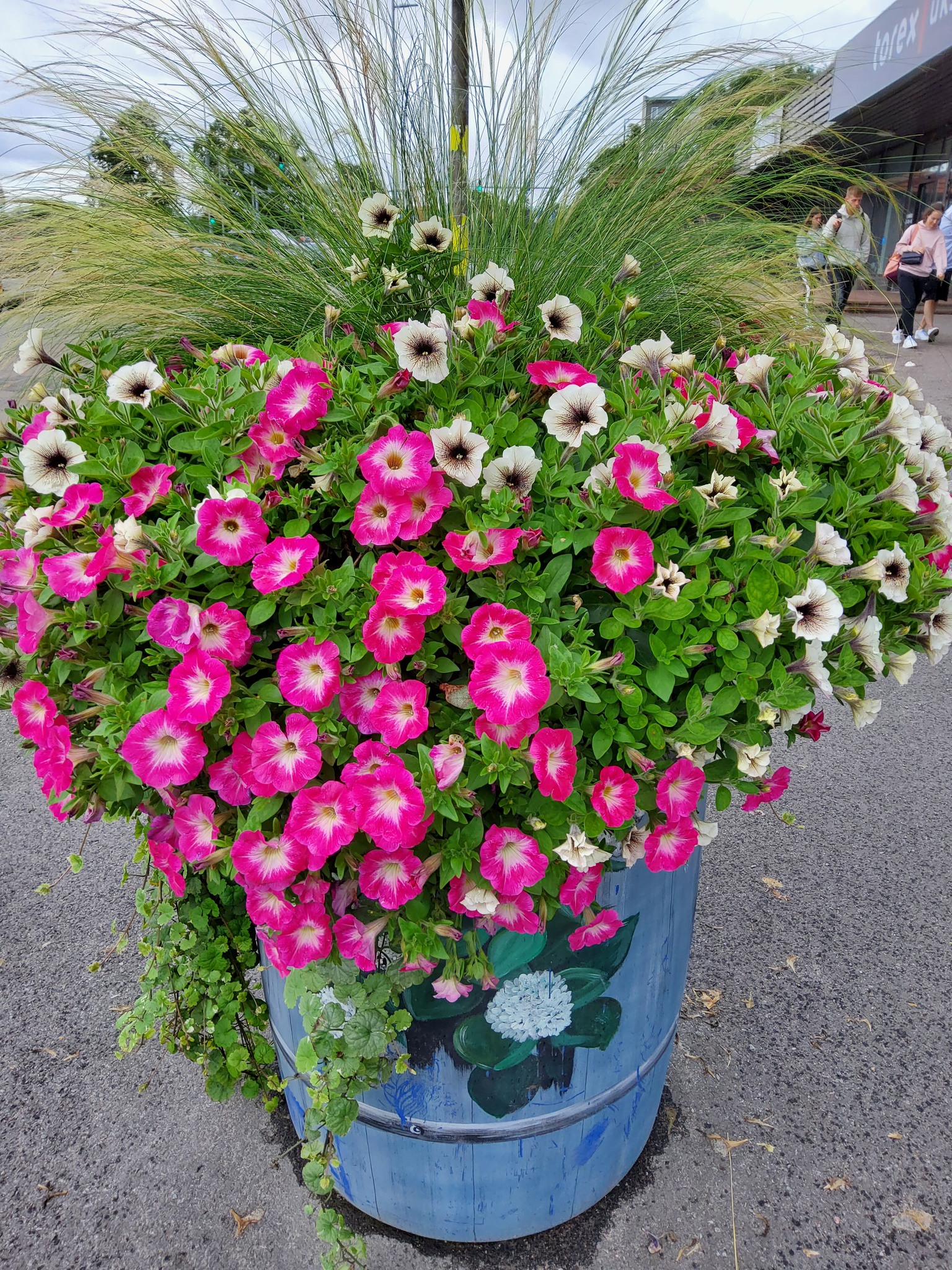 Jõhv-stepirohi 'Ponytails' – Mõigu Aiand